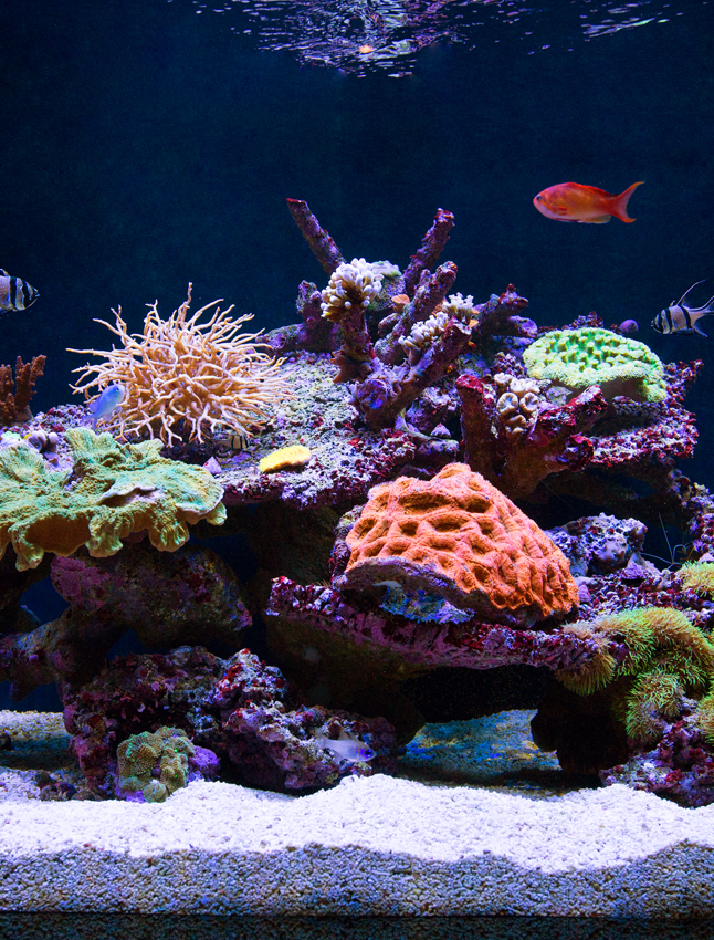 10,000L Coral Reef - Aquarium Architecture