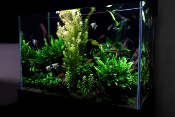 Aquarium Designs - In Wall Aquariums | Free Standing Tanks