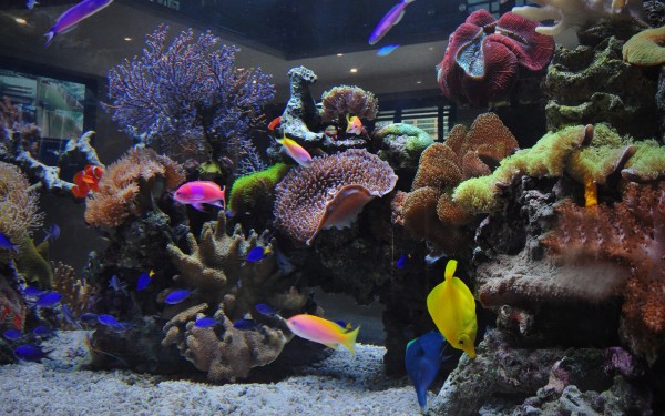 Stephen Ireland's Freestanding Fish Tank | Aquarium Architecture