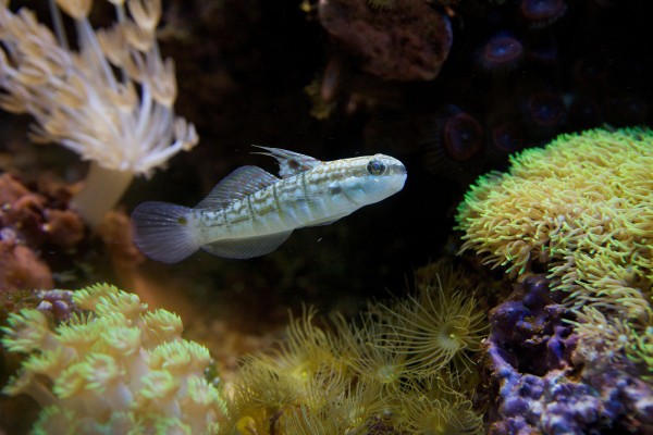 Stephen Ireland's Freestanding Fish Tank | Aquarium Architecture