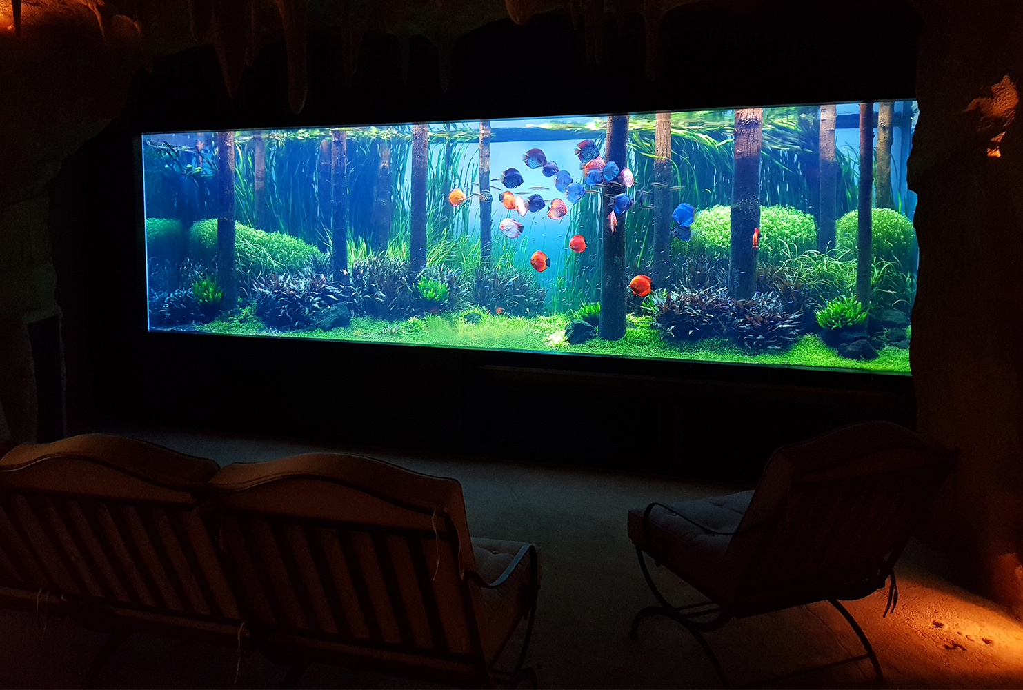 Planted Freshwater Aquarium - Aquarium Architecture