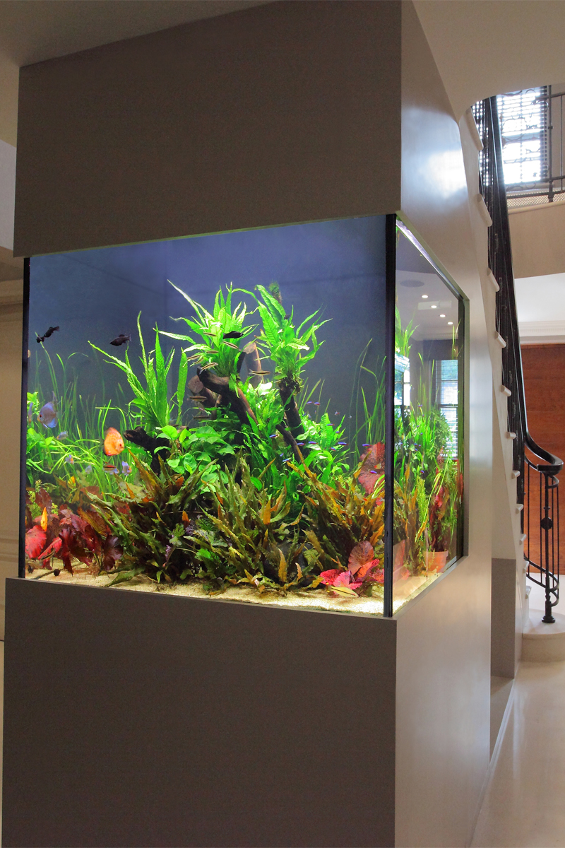 Footballer's Pad - Aquarium Architecture