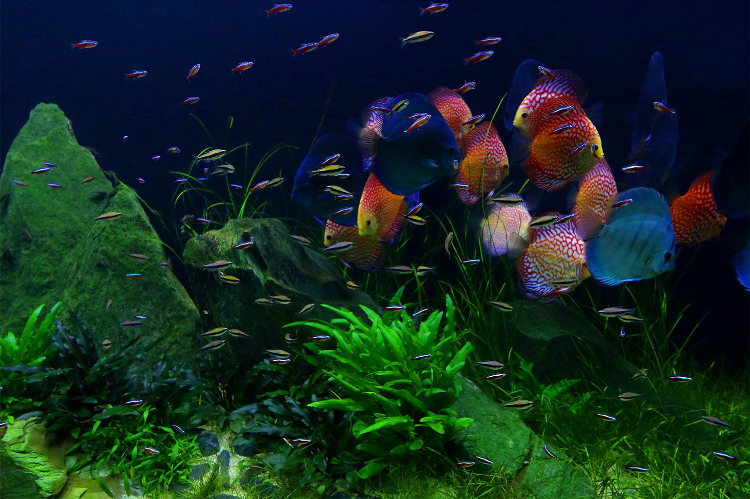 Freshwater Aquarium - Aquarium Architecture