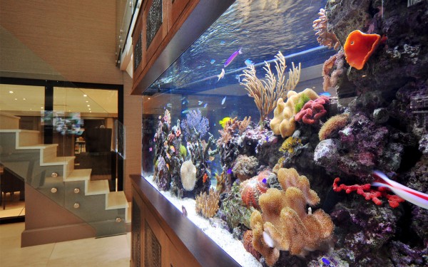 Stephen Ireland's Freestanding Fish Tank | Aquarium Architecture