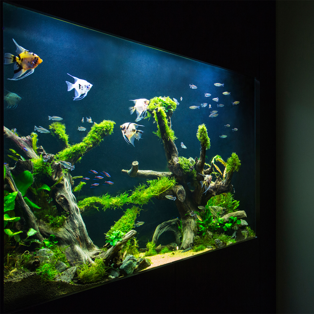 Kowloon Abode - Aquarium Architecture