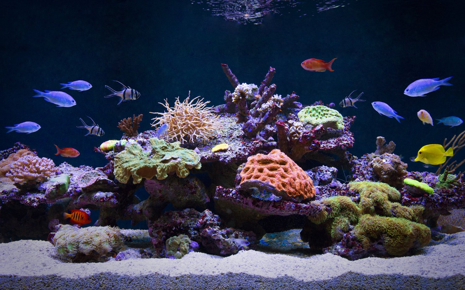 Luxury Saltwater Aquarium, Monaco - Alchemy Magazine