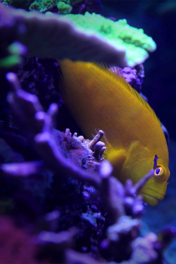 Aquarium Designs - In Wall Aquariums | Free Standing Tanks