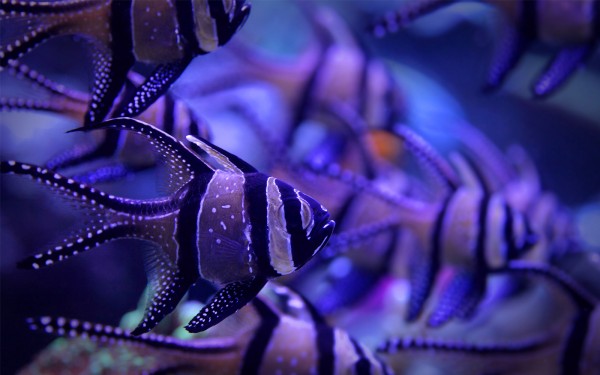 Fish Tank Design for Luxury Townhouse in London