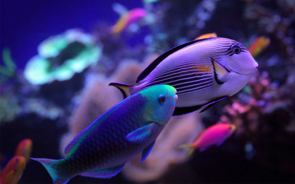 Fish Tank Design for Luxury Townhouse in London