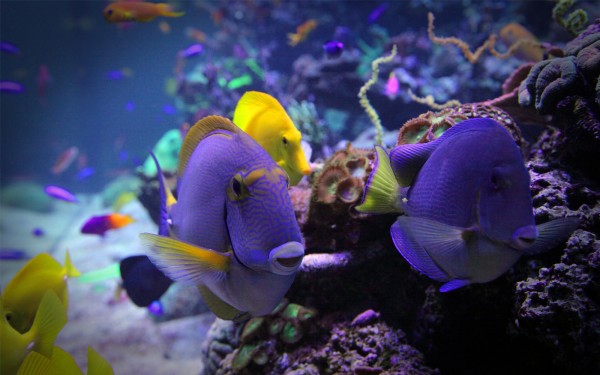 Fish Tank Design for Luxury Townhouse in London