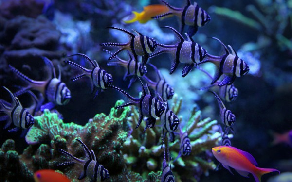 Fish Tank Design for Luxury Townhouse in London