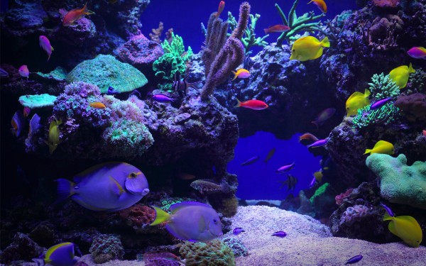 Fish Tank Design for Luxury Townhouse in London