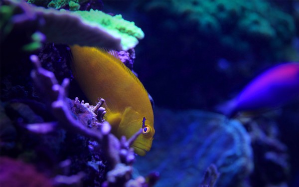 Fish Tank Design for Luxury Townhouse in London