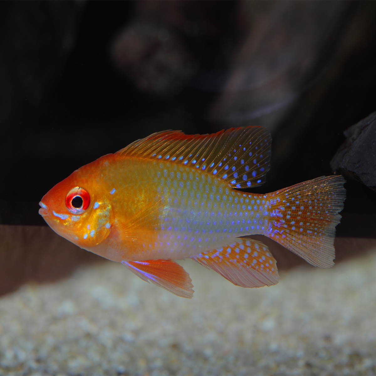 Golden Ram - Aquarium Architecture