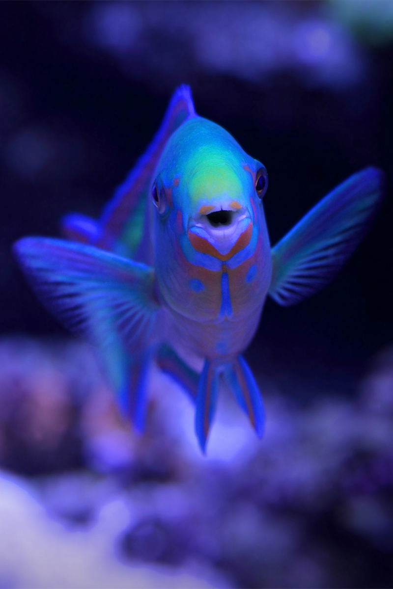 Blue Parrot Fish Aquarium