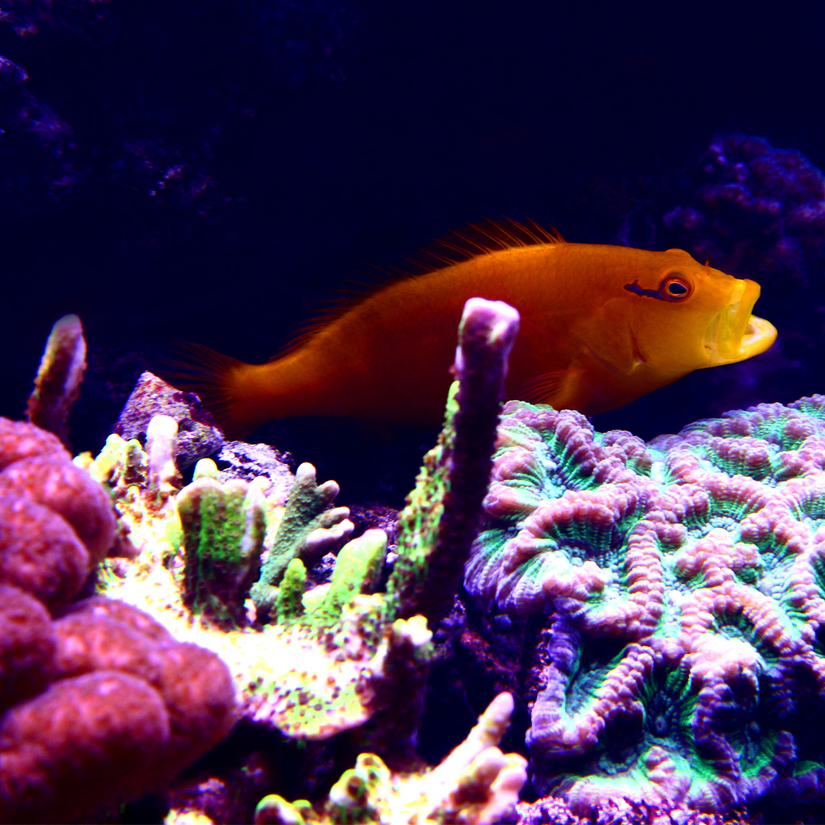 Yellow Hawkfish - Aquarium Architecture