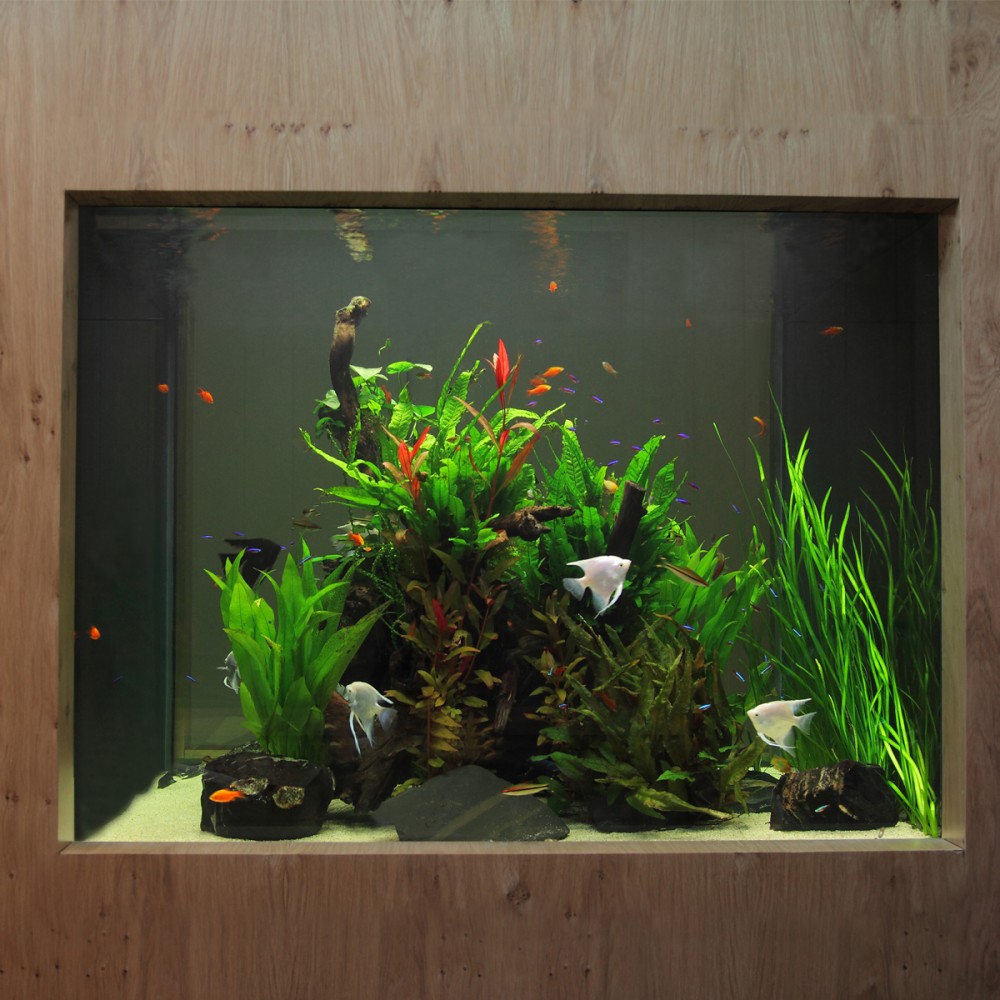 Discus Fish - Aquarium Architecture