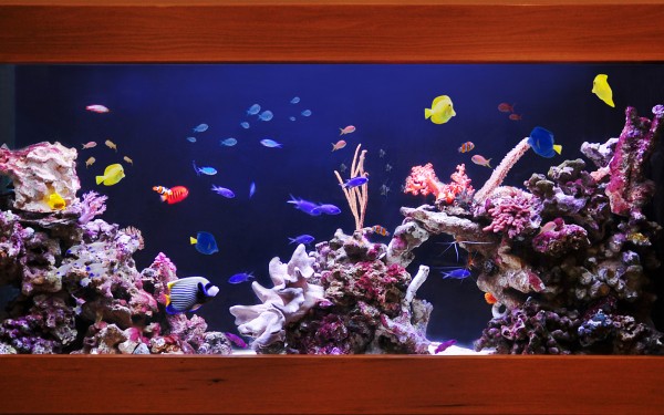 Fish Tanks In Apartments