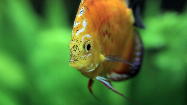 Curved Fish Tank | Aquarium Architecture