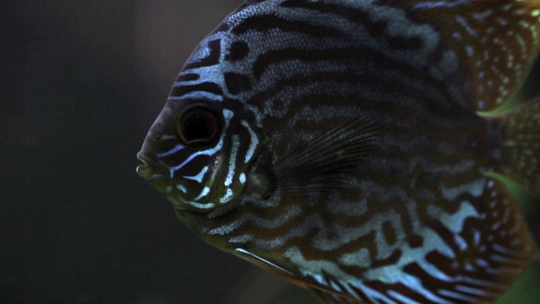 Curved Fish Tank | Aquarium Architecture