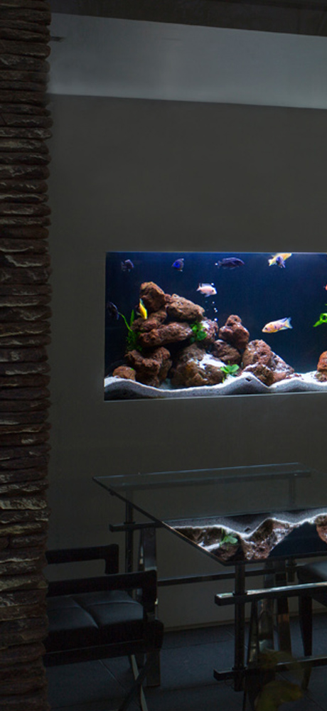 Freshwater Aquarium Installation | Aquarium Architecture