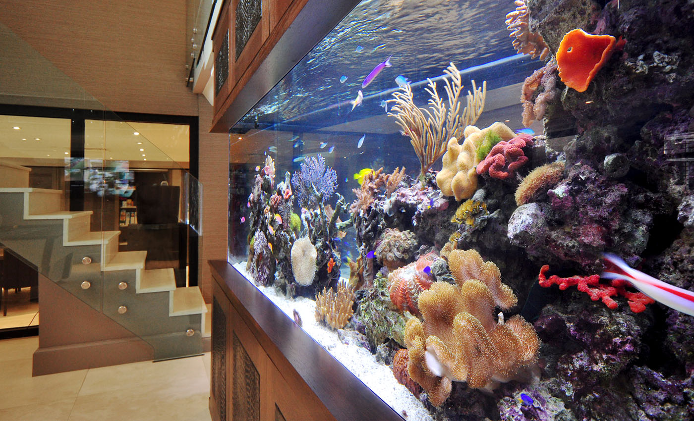 Unusual Fish -Aquarium Architecture - Prospect Magazine