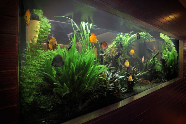 Tropical Fish Tank Thai Restaurant | Aquarium Architecture