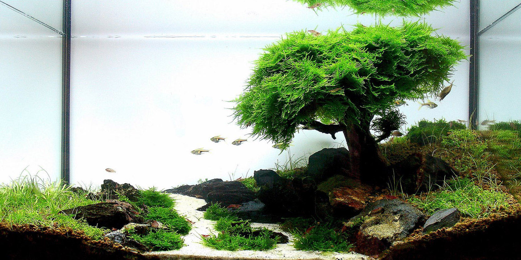 Legendary Aquarist Takashi Amano - Aquarium Architecture