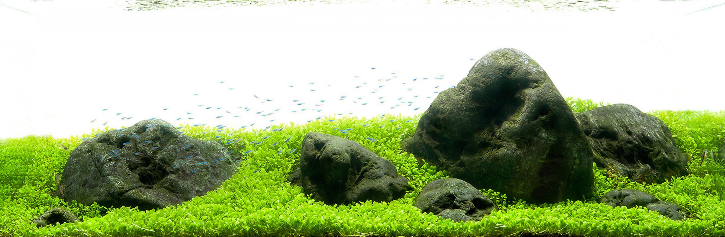 Legendary Aquarist Takashi Amano - Aquarium Architecture