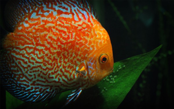 Stylish Fish Tank Design | Aquarium Architecture