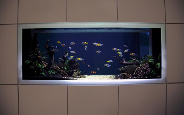 Minimalist Aquarium Design | Aquarium Architecture