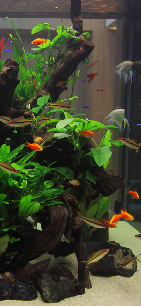 Freshwater Fish Tank Design | Aquarium Architecture
