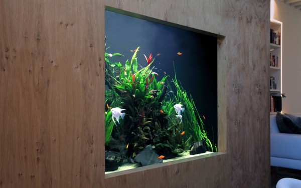 Freshwater Fish Tank Design | Aquarium Architecture