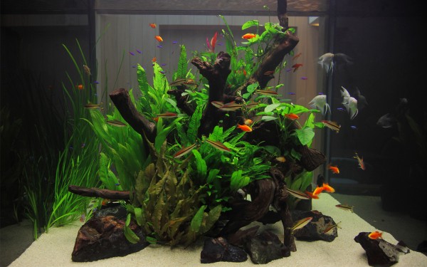 Freshwater Fish Tank Design | Aquarium Architecture