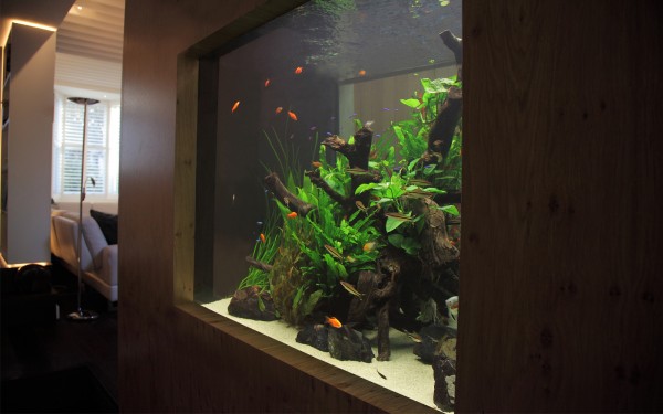Freshwater Fish Tank Design | Aquarium Architecture