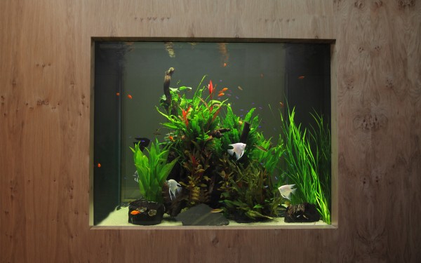 Freshwater Fish Tank Design | Aquarium Architecture