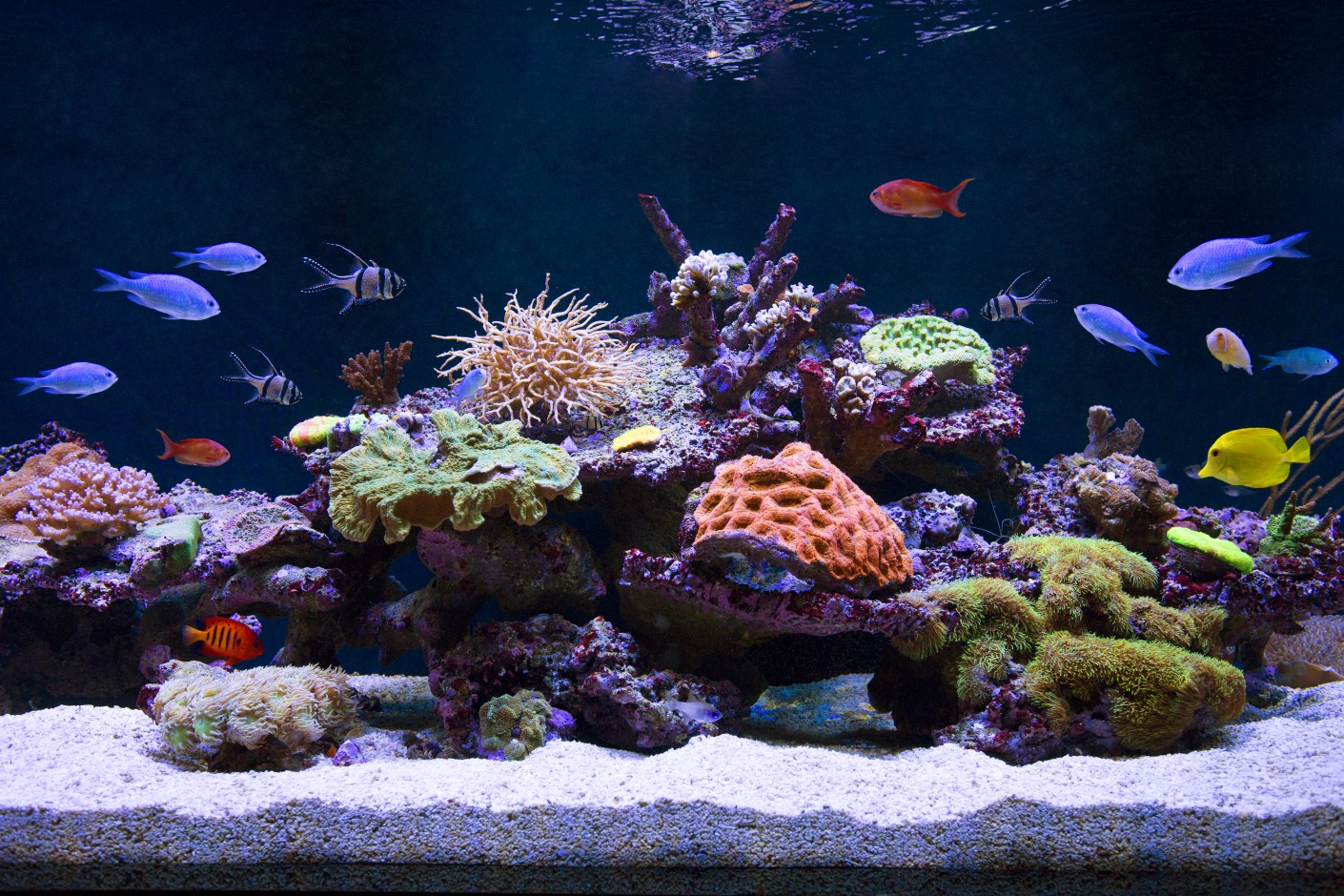 Aquarium Tanks | European Spa Magazine