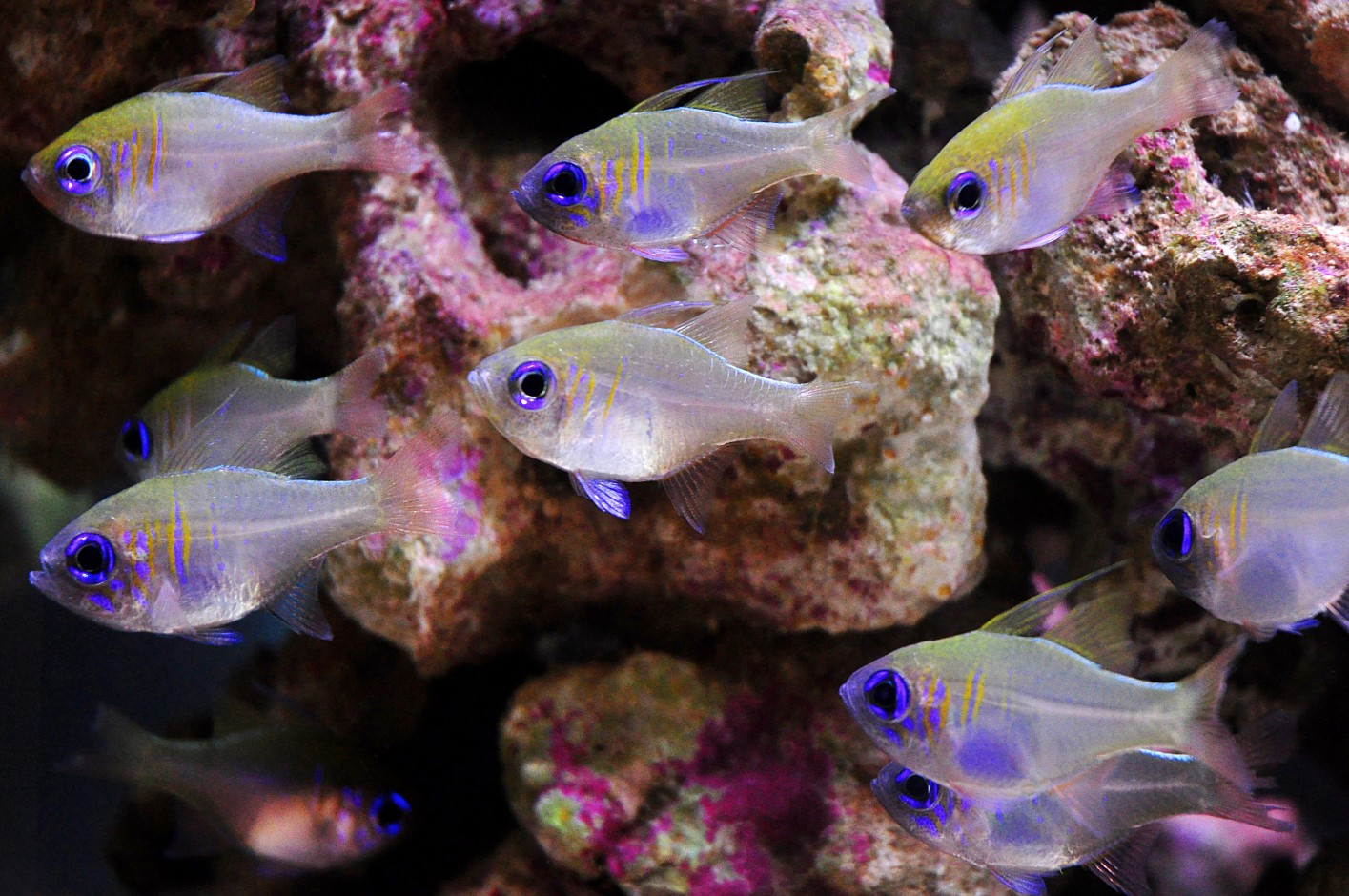 Now Trending: Designer Fish Tanks | Aquarium Architecture