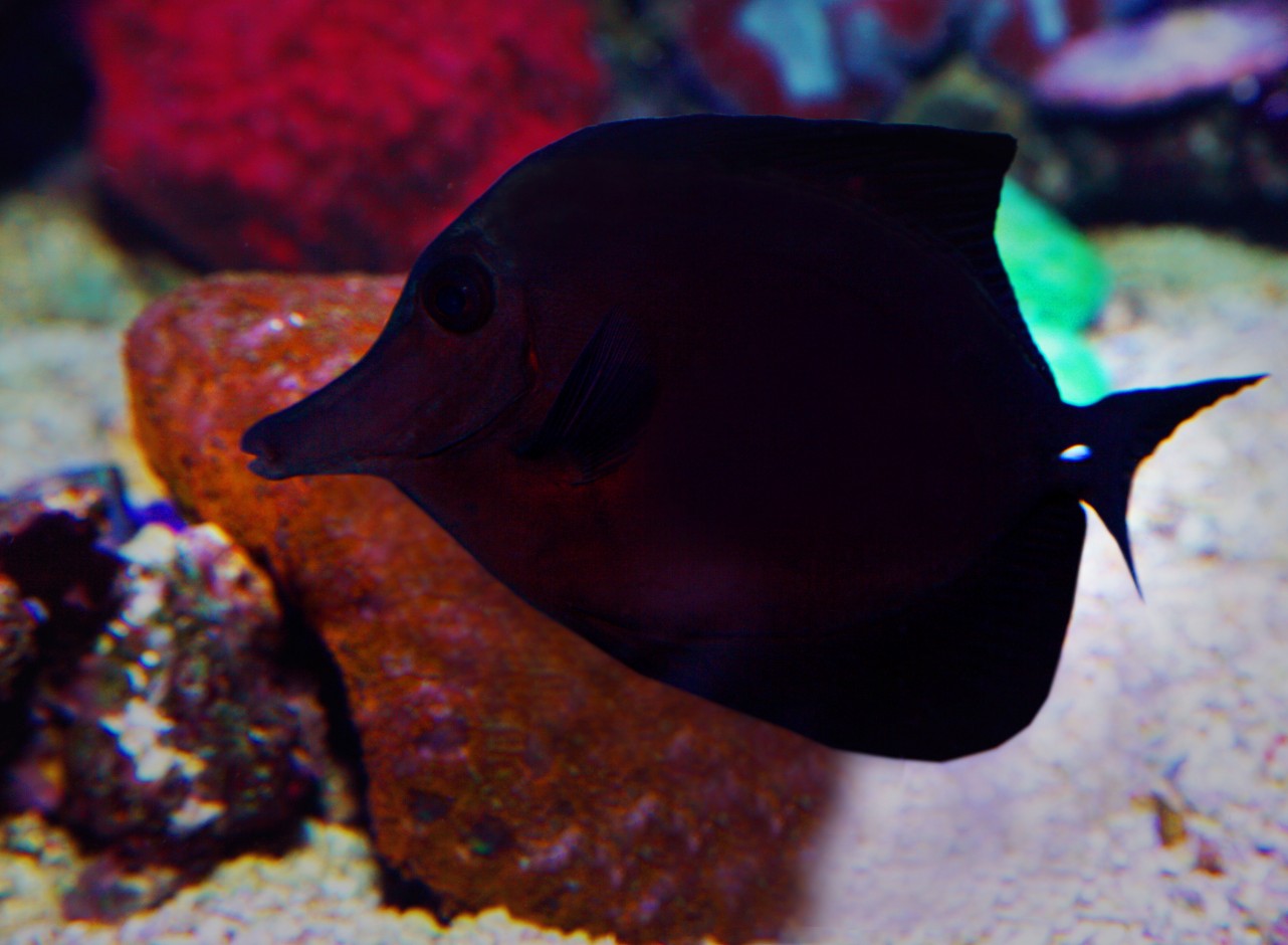 Rare Fish | Christmas Gifts for Aquarium Owners