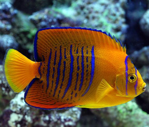 Rare Fish | Christmas Gifts for Aquarium Owners