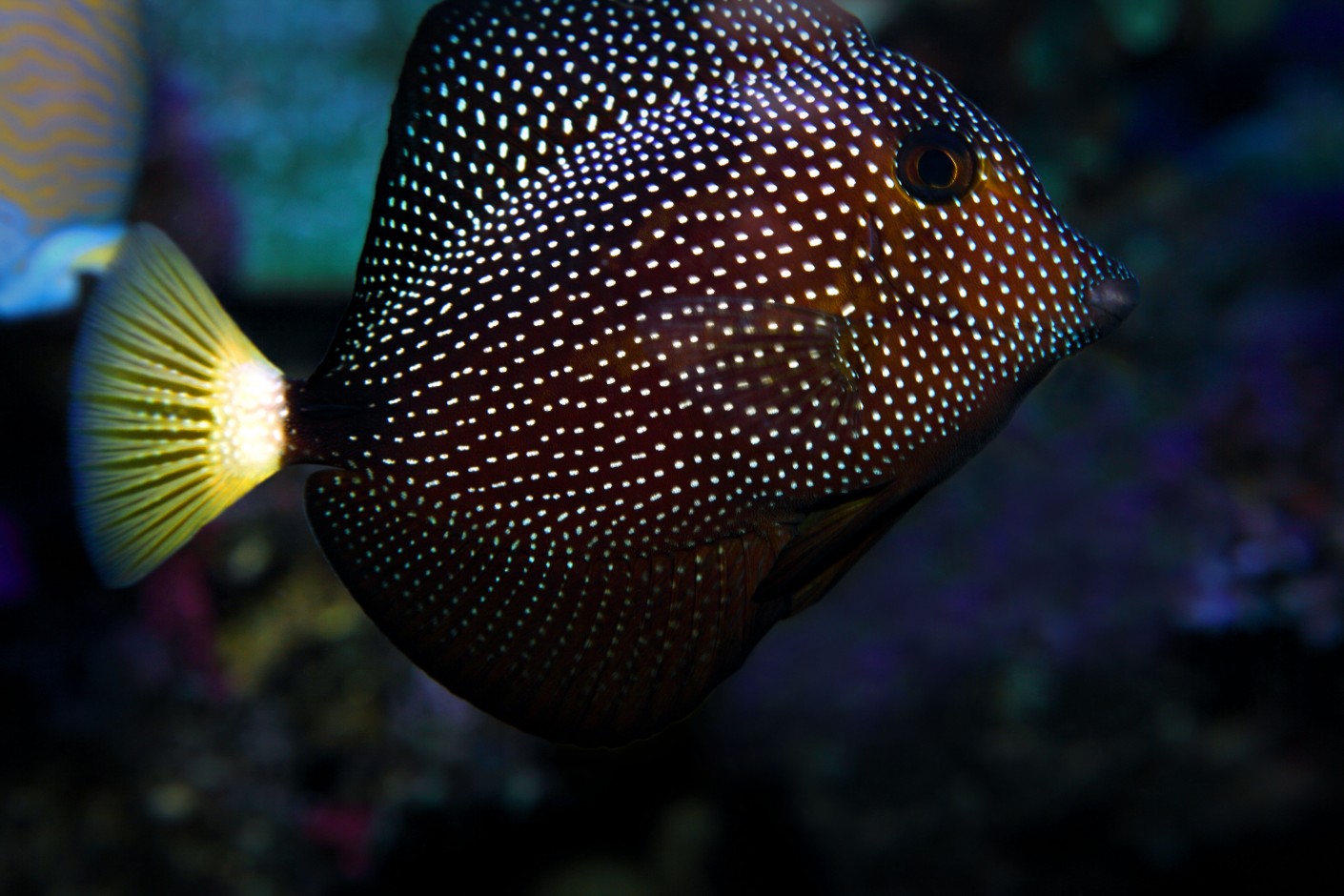 Rare Fish | Christmas Gifts for Aquarium Owners