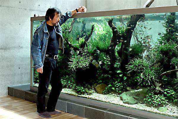 Nature Aquarium | Takashi Amano | Aquarium Architecture