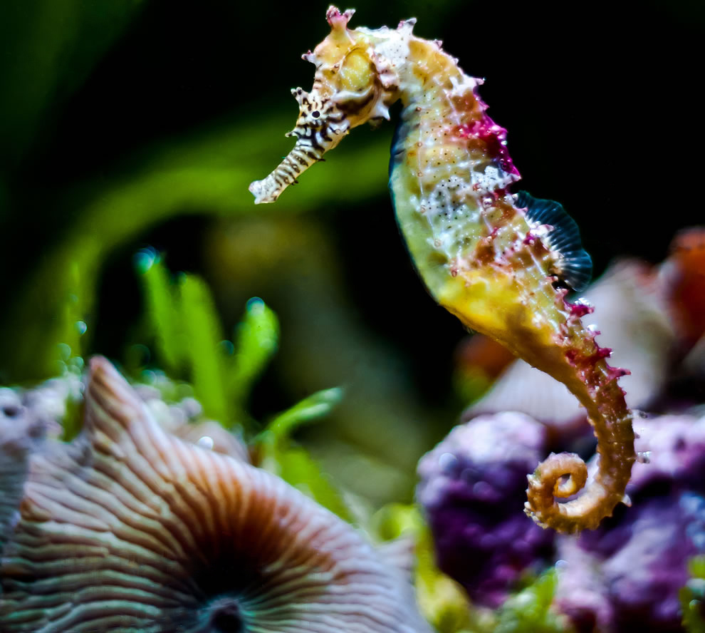 Seahorse Aquarium | The new big thing in aquarium design?