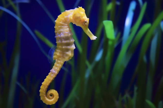 Seahorse Aquarium | The new big thing in aquarium design?