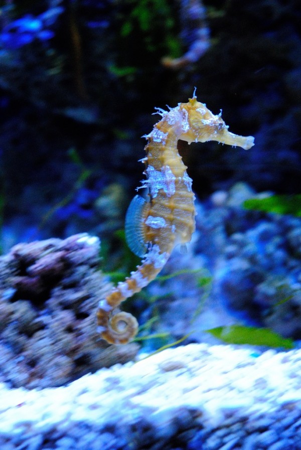 Seahorse Aquarium | The new big thing in aquarium design?