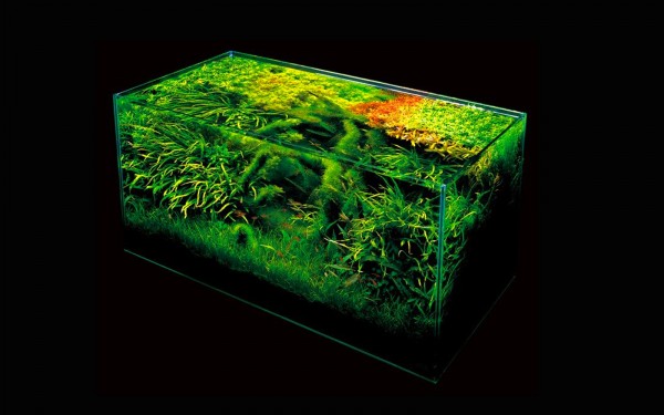 Dutch style aquarium | Aesthetics & Aquarium Maintenance