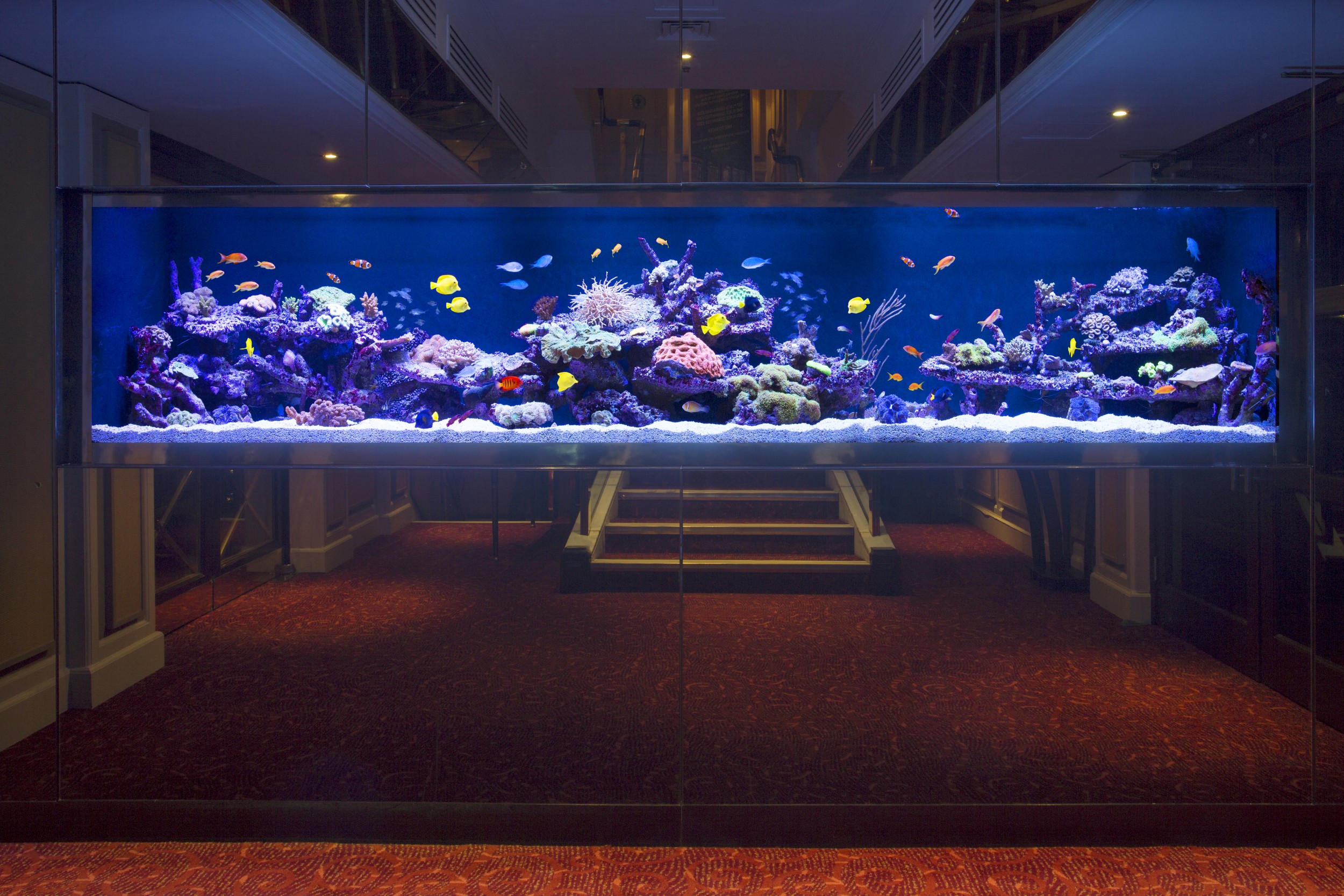 Luxury Saltwater Aquarium Monaco - Aquarium Architecture