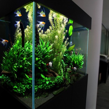 Custom made office aquariums | Aquarium Architecture