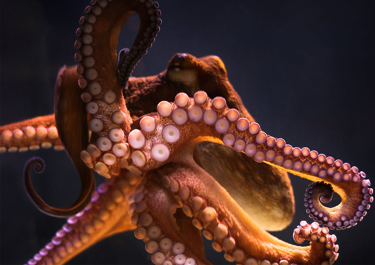 Octopus Aquarium | Aquarium Architecture