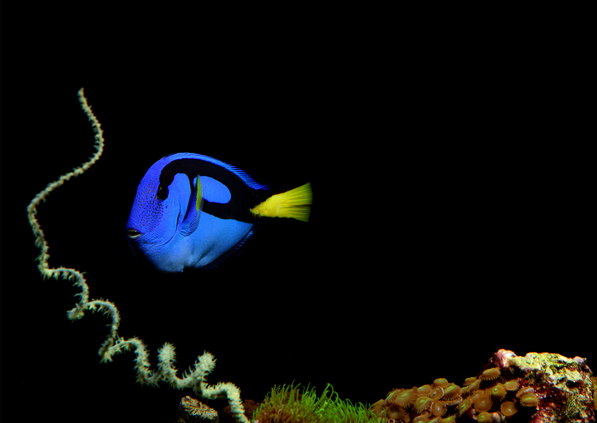 Finding Dory Aquarium | Aquarium Architecture
